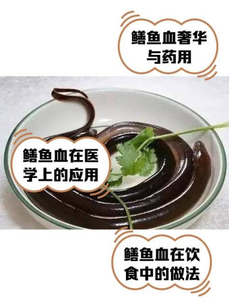 黄鳝血的功效与作用禁忌_哪些人不能吃-第1张图片-山城妙识 黄鳝血的功效与作用禁忌_哪些人不能吃-第1张图片-山城妙识