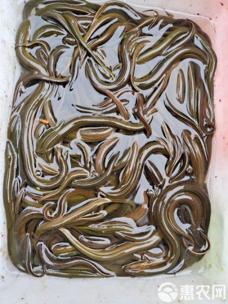 黄鳝血的功效与作用禁忌_哪些人不能吃-第3张图片-山城妙识 黄鳝血的功效与作用禁忌_哪些人不能吃-第3张图片-山城妙识