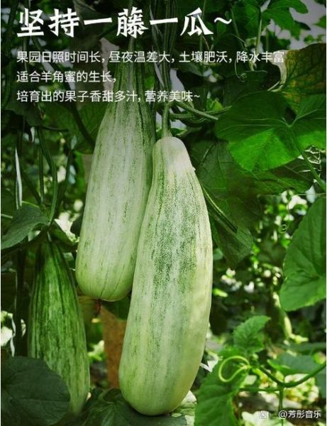 羊角蜜甜瓜怎么挑选_羊角蜜甜瓜图片怎么看成熟度-第2张图片-山城妙识