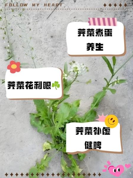 荠菜花有什么功效_荠菜花怎么食用效果好-第1张图片-山城妙识 荠菜花有什么功效_荠菜花怎么食用效果好-第1张图片-山城妙识