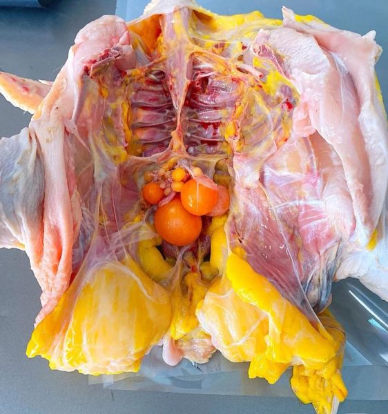 吃什么让鸡更大更长_鸡增肥增重吃什么最快-第2张图片-山城妙识 吃什么让鸡更大更长_鸡增肥增重吃什么最快-第2张图片-山城妙识