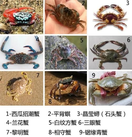 十大剧毒螃蟹有哪些_如何识别致命蟹种-第3张图片-山城妙识 十大剧毒螃蟹有哪些_如何识别致命蟹种-第3张图片-山城妙识