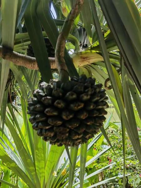 pineapple是什么意思_pineapple中文翻译-第2张图片-山城妙识