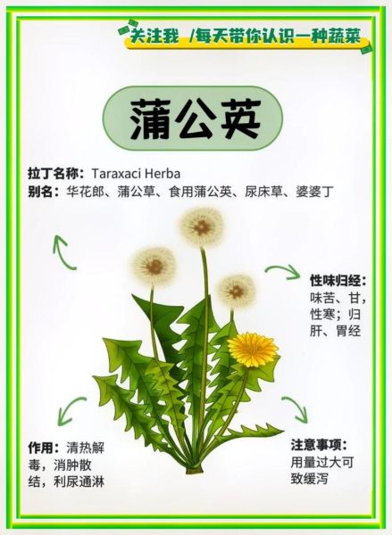 婆婆丁的功效与作用_婆婆丁怎么吃最好-第1张图片-山城妙识