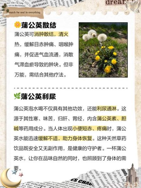 婆婆丁的功效与作用_婆婆丁怎么吃最好-第2张图片-山城妙识