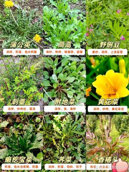 野菜图片大全及名字_野菜识别图库怎么用-第3张图片-山城妙识