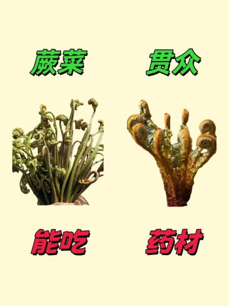 野菜图片大全及名字_野菜识别图库怎么用-第2张图片-山城妙识