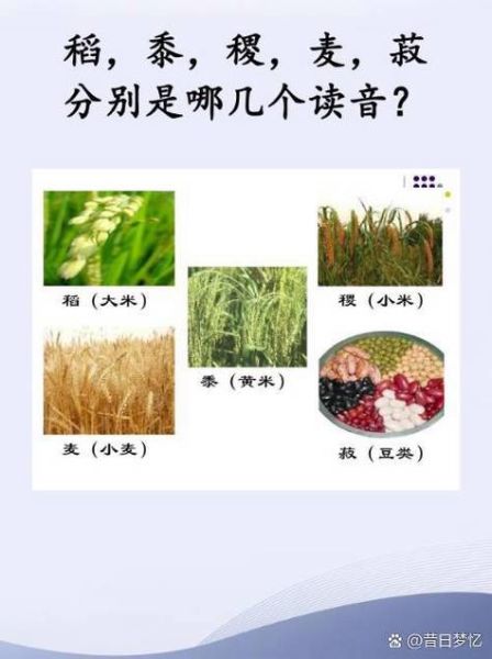 稻的拼音怎么写_稻的拼音有哪些常见误读-第1张图片-山城妙识