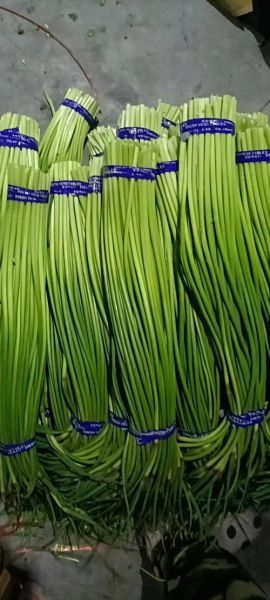 山东冷库蒜薹价格_今日多少钱一斤-第3张图片-山城妙识 山东冷库蒜薹价格_今日多少钱一斤-第3张图片-山城妙识