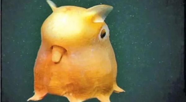 小飞象章鱼长什么样_小飞象章鱼生活在多深的海底-第1张图片-山城妙识 小飞象章鱼长什么样_小飞象章鱼生活在多深的海底-第1张图片-山城妙识