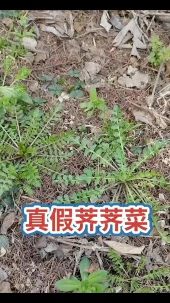 荠菜与假荠菜的区别_如何一眼分辨真假荠菜-第2张图片-山城妙识