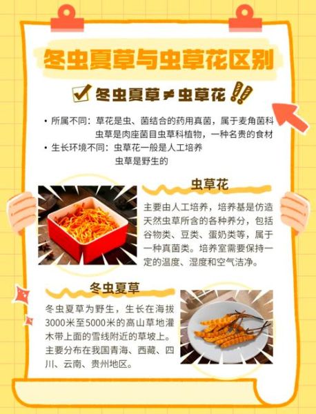 虫草花图片_虫草花与冬虫夏草区别-第1张图片-山城妙识