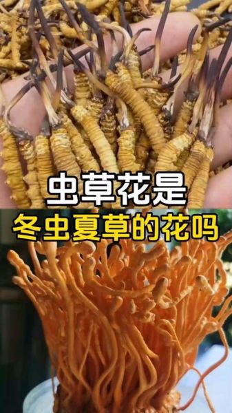 虫草花图片_虫草花与冬虫夏草区别-第3张图片-山城妙识