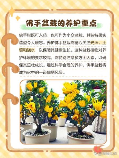 佛手盆栽怎么养_佛手盆栽多久浇一次水-第1张图片-山城妙识 佛手盆栽怎么养_佛手盆栽多久浇一次水-第1张图片-山城妙识