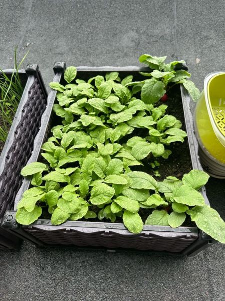 樱桃萝卜怎么种_樱桃萝卜多久能收获-第1张图片-山城妙识