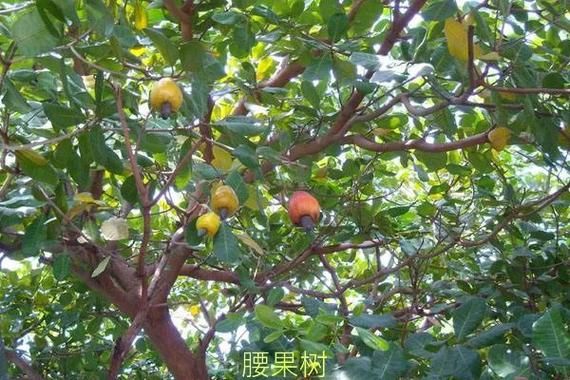 腰果图片树长什么样_腰果树长在哪里-第3张图片-山城妙识