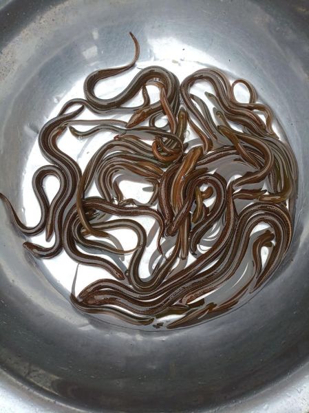 鳝鱼血怎么吃_鳝鱼血的做法大全-第3张图片-山城妙识