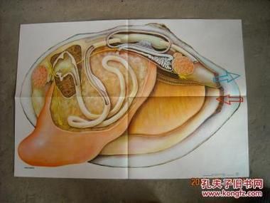 河蚌内脏怎么清洗_河蚌内脏清洗视频教程-第3张图片-山城妙识 河蚌内脏怎么清洗_河蚌内脏清洗视频教程-第3张图片-山城妙识