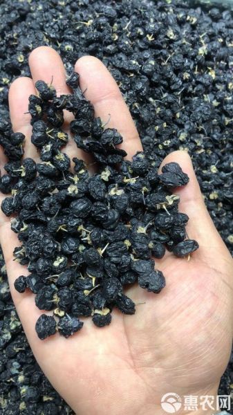野生黑枸杞多少钱一斤_野生黑枸杞价格为什么差距大-第2张图片-山城妙识 野生黑枸杞多少钱一斤_野生黑枸杞价格为什么差距大-第2张图片-山城妙识