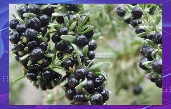 野生黑枸杞多少钱一斤_野生黑枸杞价格为什么差距大-第1张图片-山城妙识 野生黑枸杞多少钱一斤_野生黑枸杞价格为什么差距大-第1张图片-山城妙识