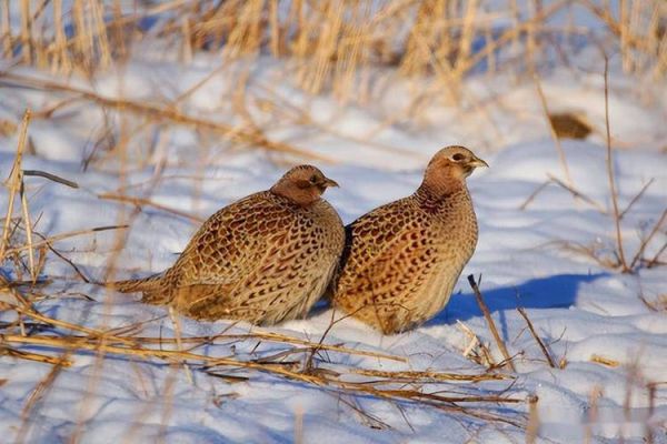 野鸡品种有哪些_野鸡图片长什么样-第1张图片-山城妙识 野鸡品种有哪些_野鸡图片长什么样-第1张图片-山城妙识