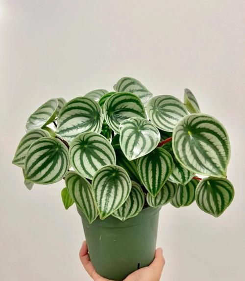 西瓜皮椒草扦插多久生根_扦插后怎么养护-第1张图片-山城妙识