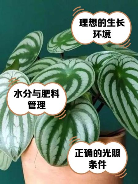 西瓜皮椒草扦插多久生根_扦插后怎么养护-第3张图片-山城妙识