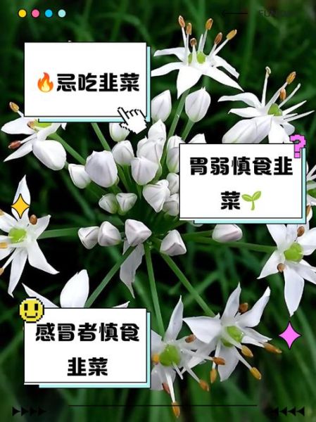 韭菜花的功效与禁忌_什么人不能吃韭菜花-第2张图片-山城妙识 韭菜花的功效与禁忌_什么人不能吃韭菜花-第2张图片-山城妙识
