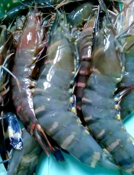 海虾图片大全大图_高清海虾品种图鉴-第2张图片-山城妙识