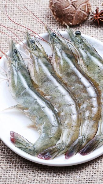 海虾图片大全大图_高清海虾品种图鉴-第1张图片-山城妙识