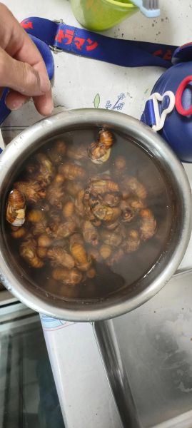 知了怎么吃最好_知了怎么吃最营养-第1张图片-山城妙识