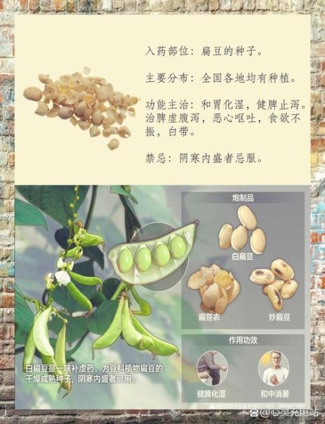 扁豆的营养价值_扁豆的功效与作用-第2张图片-山城妙识
