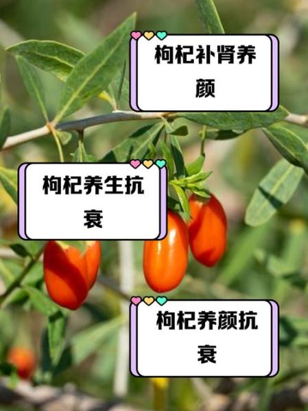 枸杞的功效与作用及禁忌是什么_哪些人不能吃枸杞-第2张图片-山城妙识