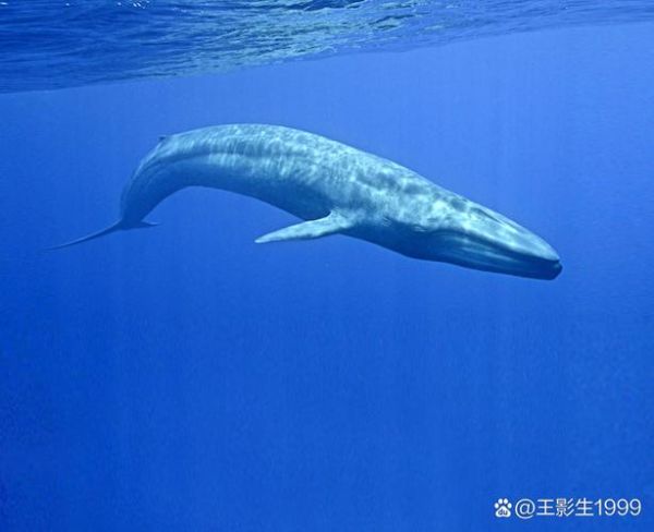 比蓝鲸重10000倍的动物_真的存在吗-第3张图片-山城妙识