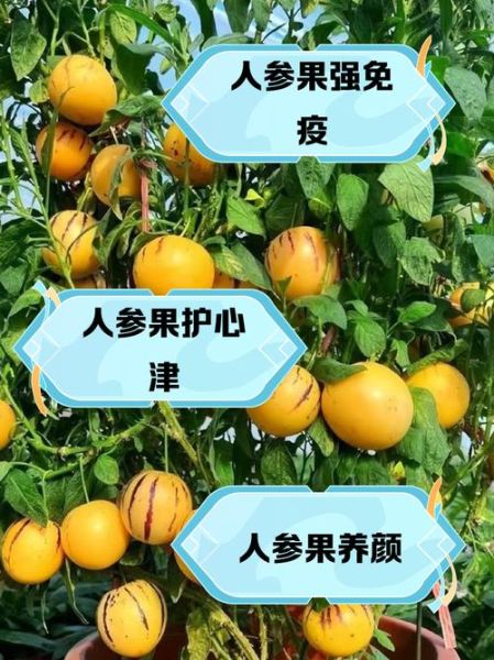 人参果吃了有什么好处_人参果的功效与作用-第2张图片-山城妙识 人参果吃了有什么好处_人参果的功效与作用-第2张图片-山城妙识