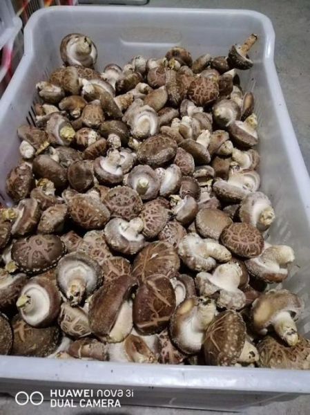 2021年干香菇多少钱一斤_干香菇价格走势分析-第2张图片-山城妙识