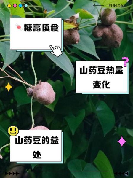山药豆和山药的营养价值有区别吗_哪个更适合日常食用-第3张图片-山城妙识 山药豆和山药的营养价值有区别吗_哪个更适合日常食用-第3张图片-山城妙识