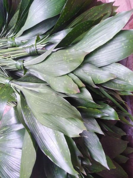 包粽子的叶子叫什么植物_粽叶是哪种植物的叶子-第3张图片-山城妙识