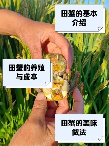稻田蟹怎么养_稻田蟹和河蟹区别-第1张图片-山城妙识 稻田蟹怎么养_稻田蟹和河蟹区别-第1张图片-山城妙识