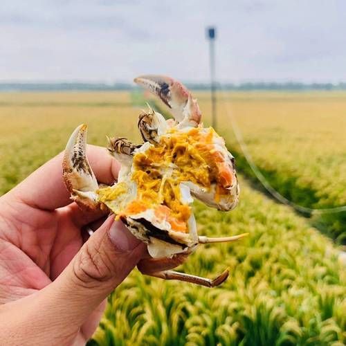 稻田蟹怎么养_稻田蟹和河蟹区别-第2张图片-山城妙识 稻田蟹怎么养_稻田蟹和河蟹区别-第2张图片-山城妙识