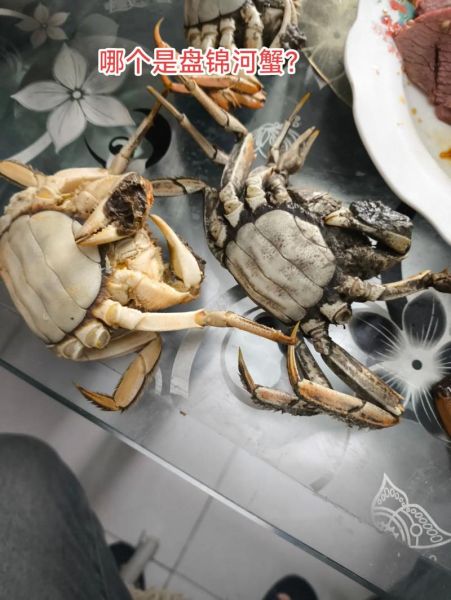 稻田蟹怎么养_稻田蟹和河蟹区别-第3张图片-山城妙识 稻田蟹怎么养_稻田蟹和河蟹区别-第3张图片-山城妙识