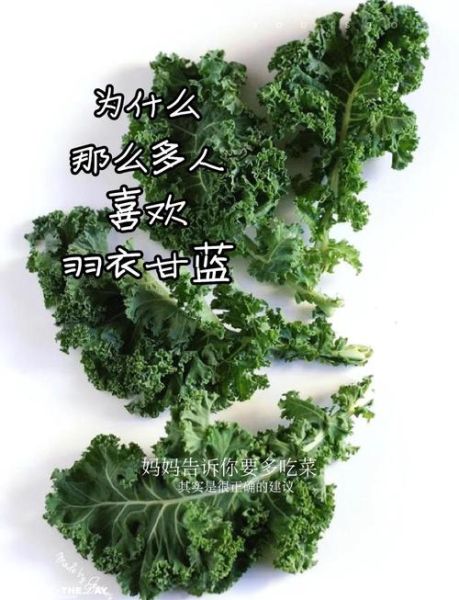 羽衣甘蓝怎么炒着吃_羽衣甘蓝炒多久才脆嫩-第1张图片-山城妙识 羽衣甘蓝怎么炒着吃_羽衣甘蓝炒多久才脆嫩-第1张图片-山城妙识