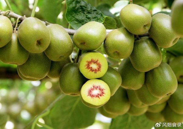 猕猴桃产地哪里的最好_中国最好吃的猕猴桃在哪里-第2张图片-山城妙识 猕猴桃产地哪里的最好_中国最好吃的猕猴桃在哪里-第2张图片-山城妙识