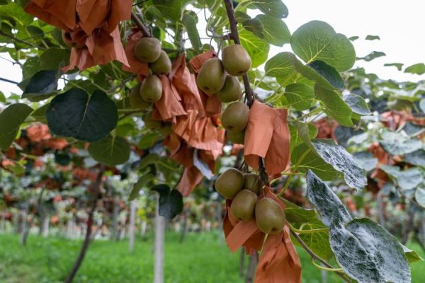 猕猴桃产地哪里的最好_中国最好吃的猕猴桃在哪里-第1张图片-山城妙识 猕猴桃产地哪里的最好_中国最好吃的猕猴桃在哪里-第1张图片-山城妙识