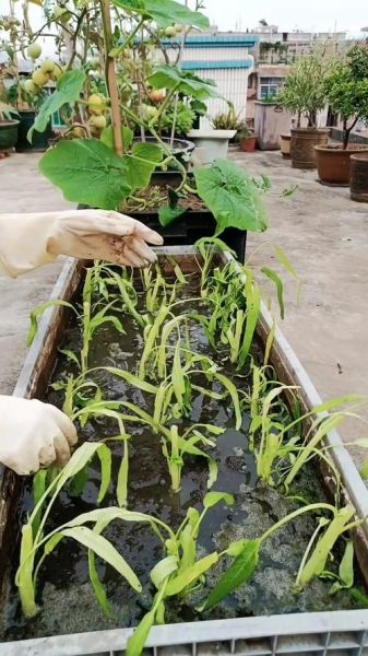 空心菜怎么摘洗_空心菜清洗的正确方法-第3张图片-山城妙识