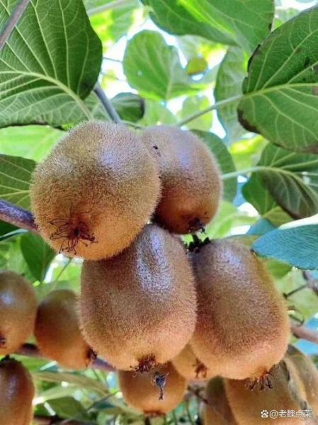 猕猴桃产地哪里的最好_中国最好吃的猕猴桃在哪里-第3张图片-山城妙识 猕猴桃产地哪里的最好_中国最好吃的猕猴桃在哪里-第3张图片-山城妙识