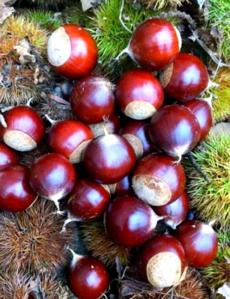 锥栗怎么煮_锥栗煮多久才软糯-第1张图片-山城妙识