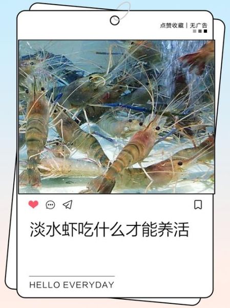 河虾吃什么_如何喂养-第1张图片-山城妙识