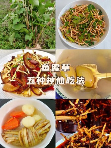 哪些人不能吃鱼腥草_鱼腥草禁忌人群-第2张图片-山城妙识 哪些人不能吃鱼腥草_鱼腥草禁忌人群-第2张图片-山城妙识