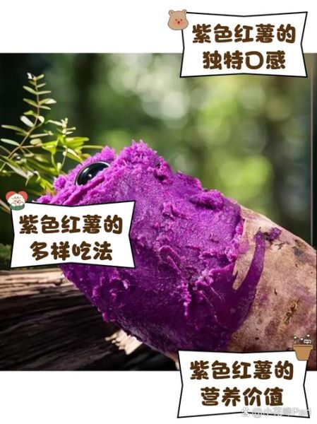紫地瓜是转基因吗_紫地瓜和紫薯区别-第2张图片-山城妙识